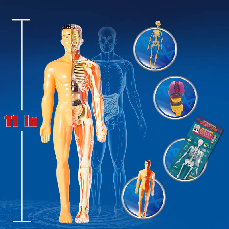 DIY Interactive Human Anatomy Model Science Kit|3d interactive human ...